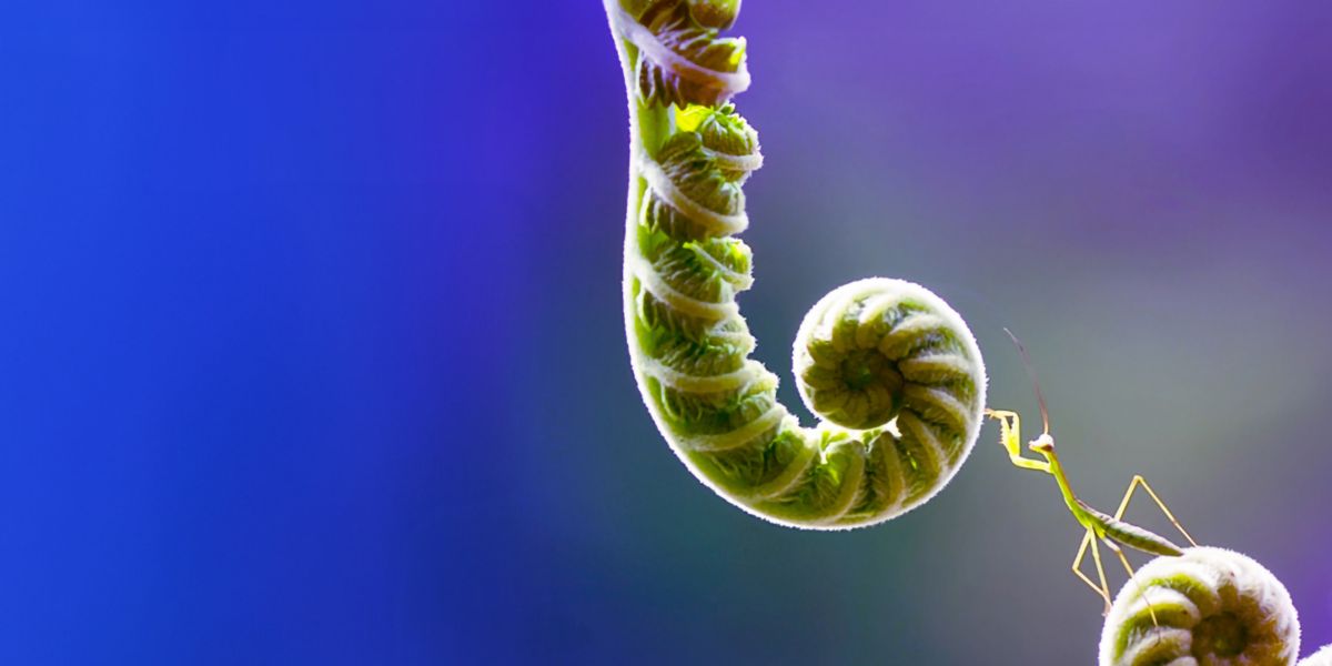 Mais um notável reconhecimento do IDC MarketScape - KPMG Brasil