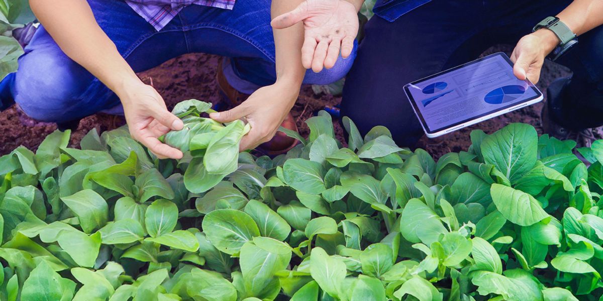 Building a more resilient food system in Canada - KPMG Canada